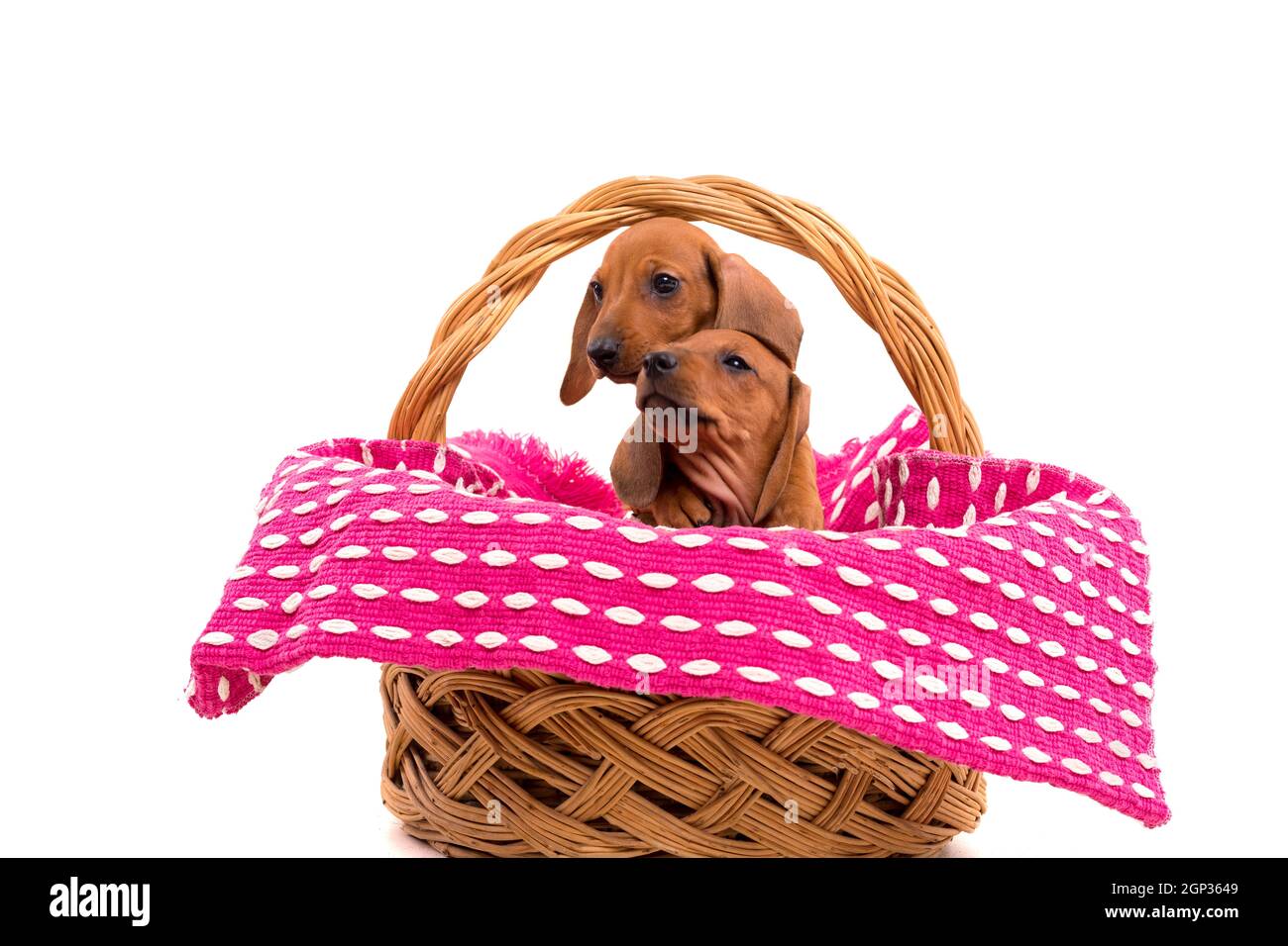 Studio shot of a group of beautiful teckel puppies, isolated over white ...