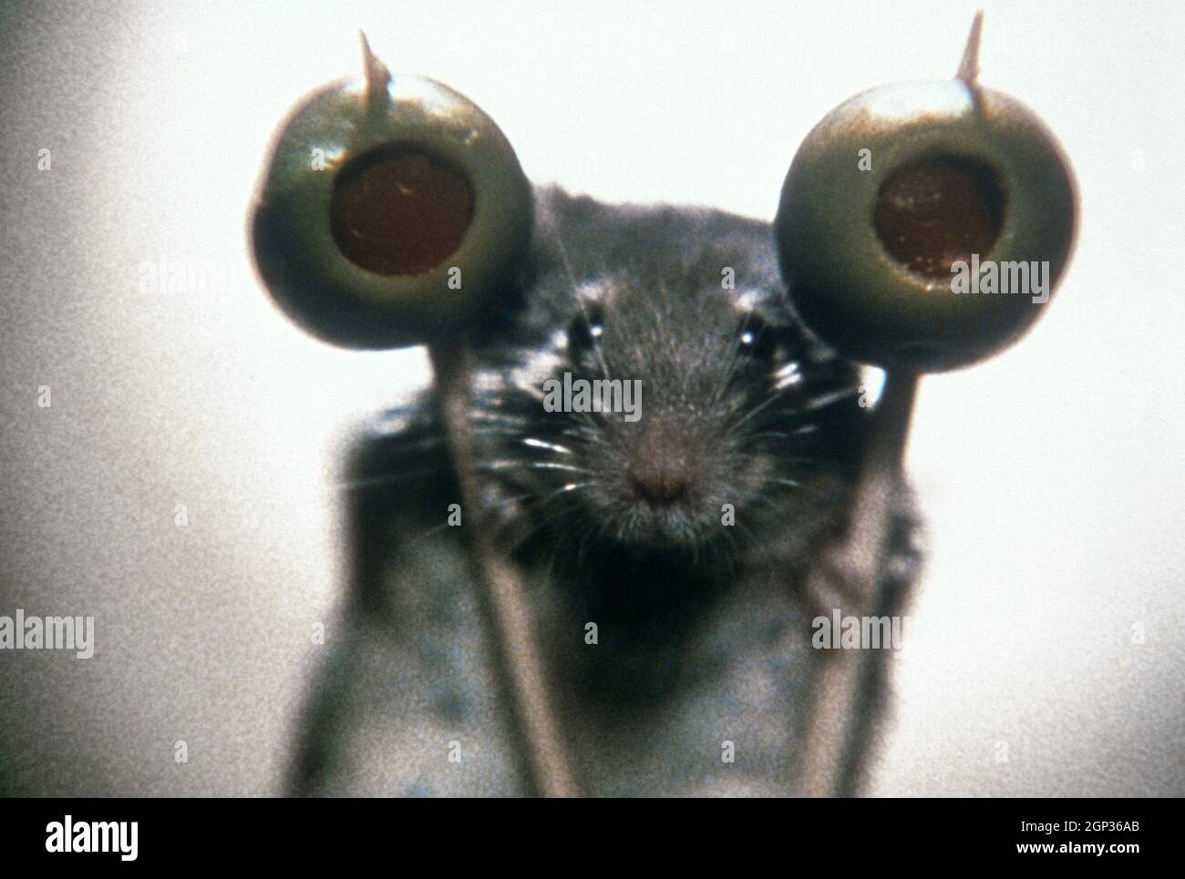 MOUSEHUNT, 1997. ©DreamWorks / Courtesy Everett Collection Stock Photo ...