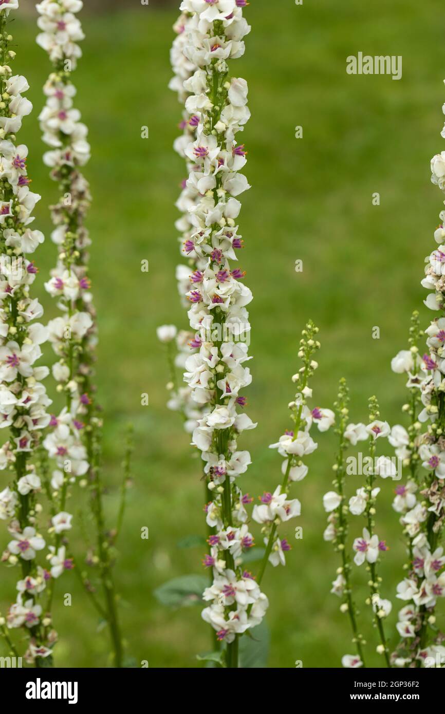 Tall flower spikes hi-res stock photography and images - Alamy