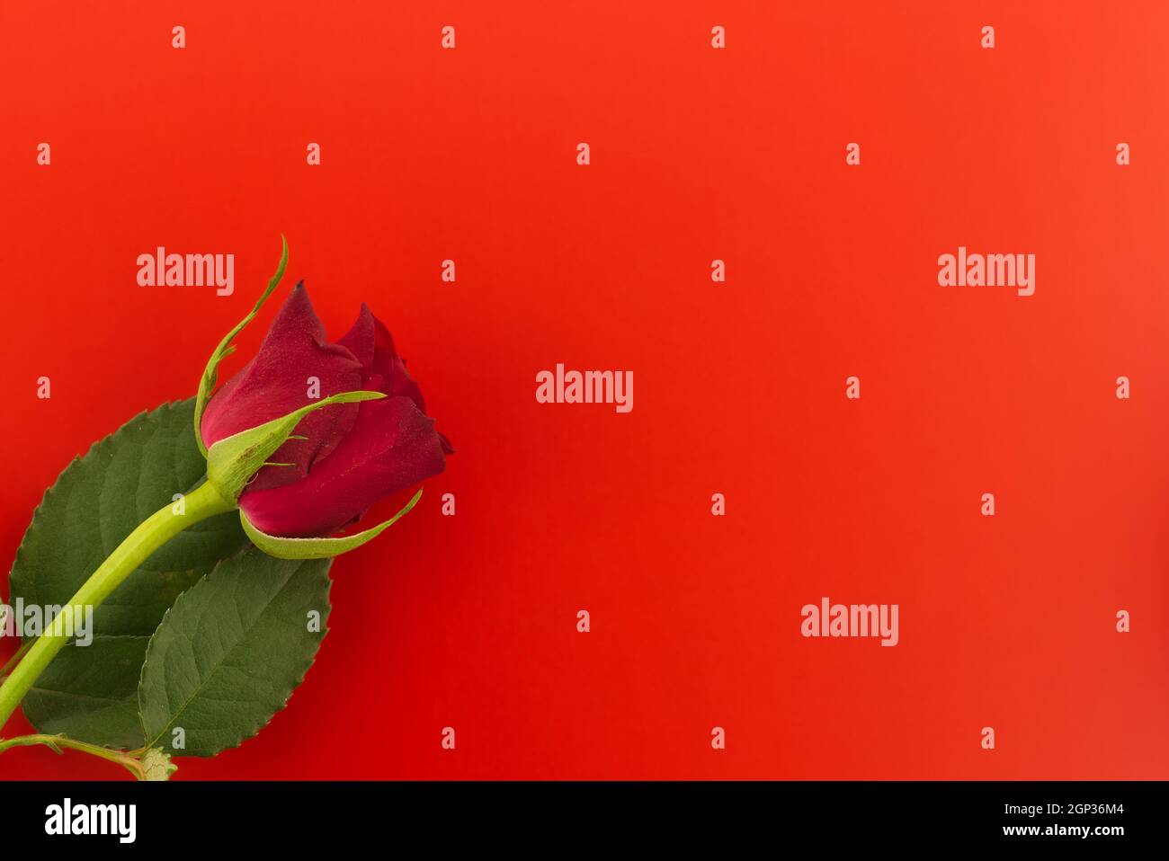 Single rose on red background top view with free copy space. Wishes ...