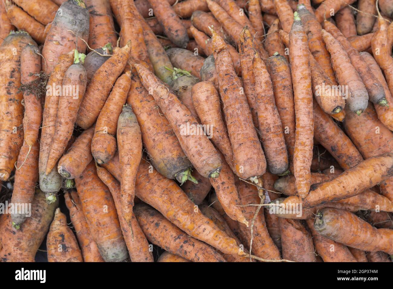 Red root vegetables (not peeled from the ground) are on the market ...
