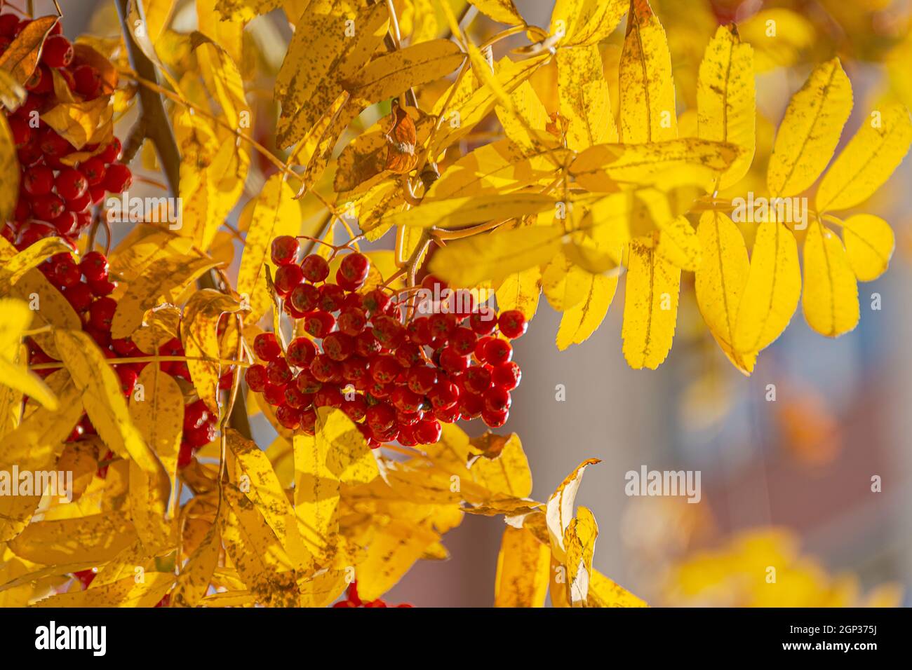 Beautiful autumn background with ripe red rowan Stock Photo - Alamy