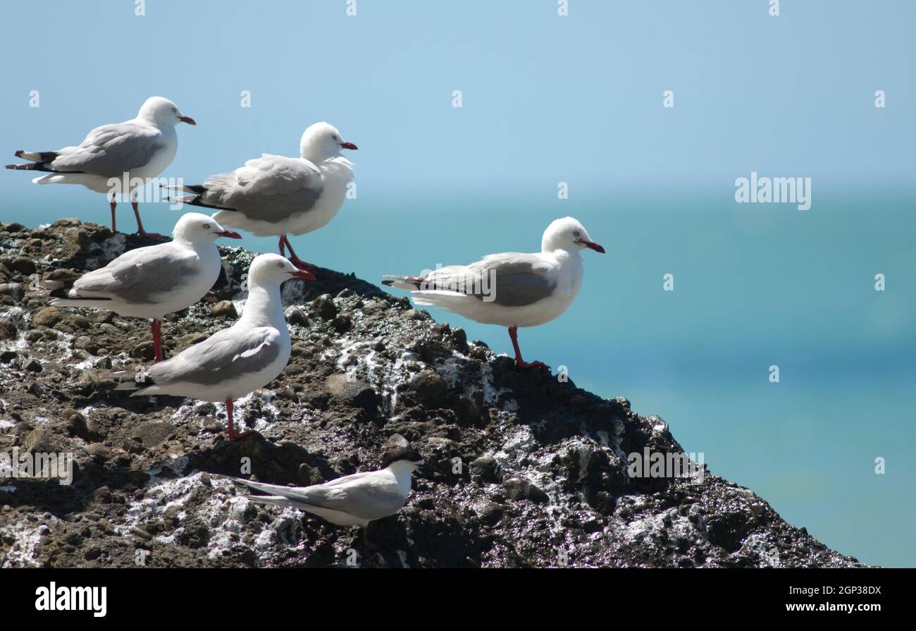 Red-billed gulls Chroicocephalus novaehollandiae scopulinus and white ...