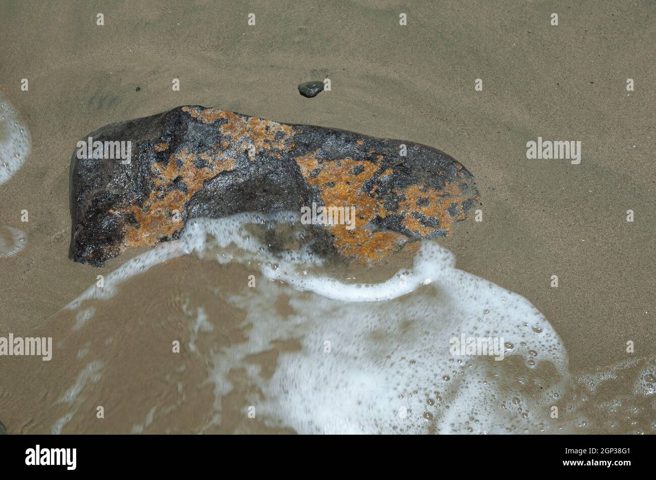 Stone with coralline algae on the beach. Cape Kidnappers Gannet Reserve ...