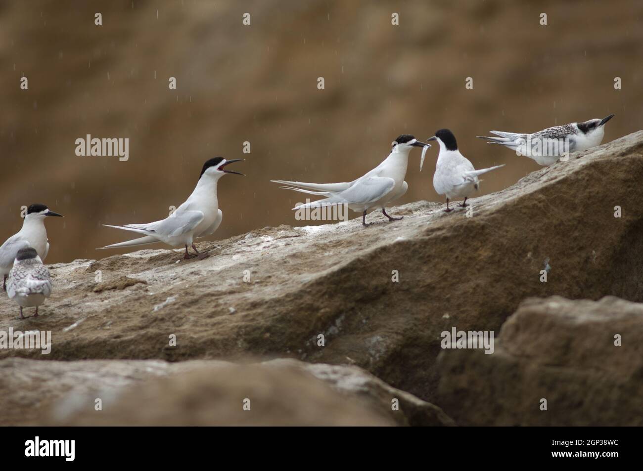 White-fronted terns Sterna striata. Adults and juveniles. Cape ...