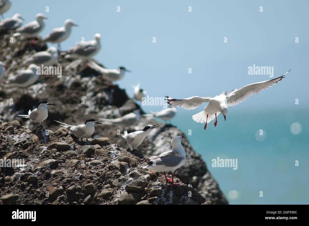 Red-billed gulls Chroicocephalus novaehollandiae scopulinus and white ...