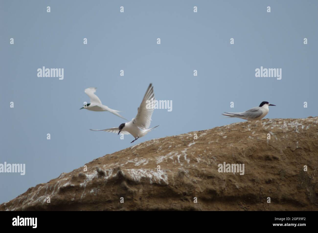 White-fronted terns Sterna striata. Cape Kidnappers Gannet Reserve ...