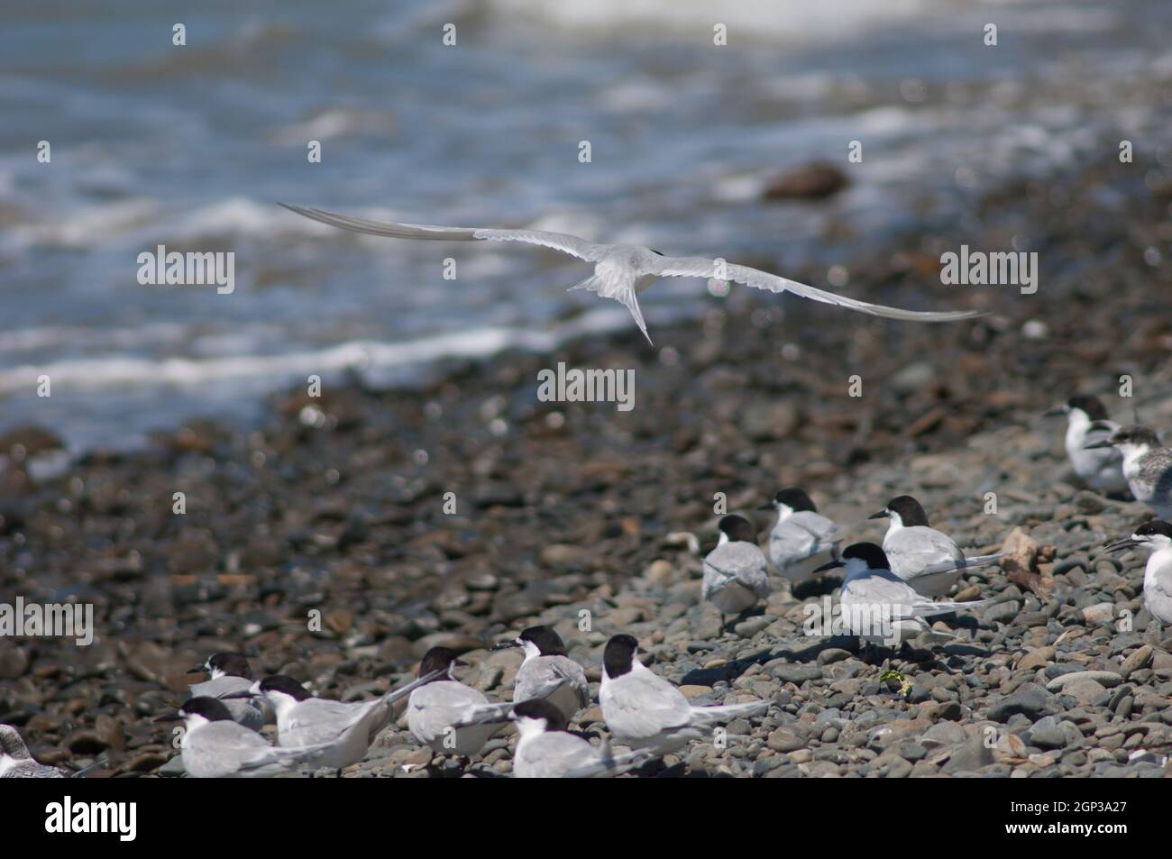 White-fronted terns Sterna striata. Clifton. North Island. New Zealand ...