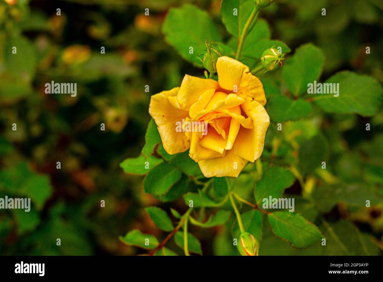 Single yellow rose hi-res stock photography and images - Alamy