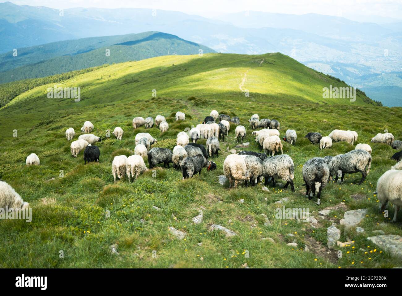Flock of sheep grazing in a mountain valley. Beautiful mountain ...