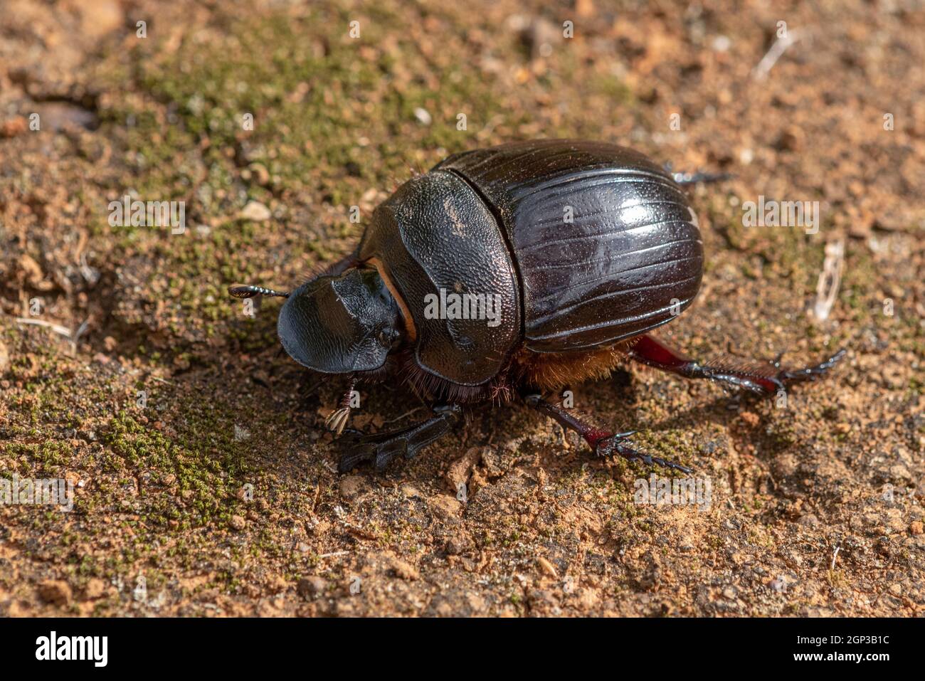 Dung Beetle, Heliocopris (hamadryas?) at Grahamstown/Makhanda, Eastern ...
