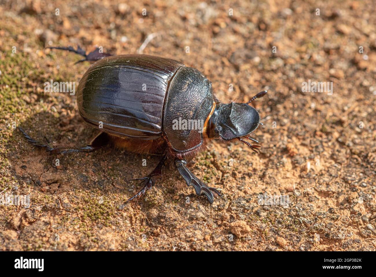 Heliocopris hamadryas hi-res stock photography and images - Alamy