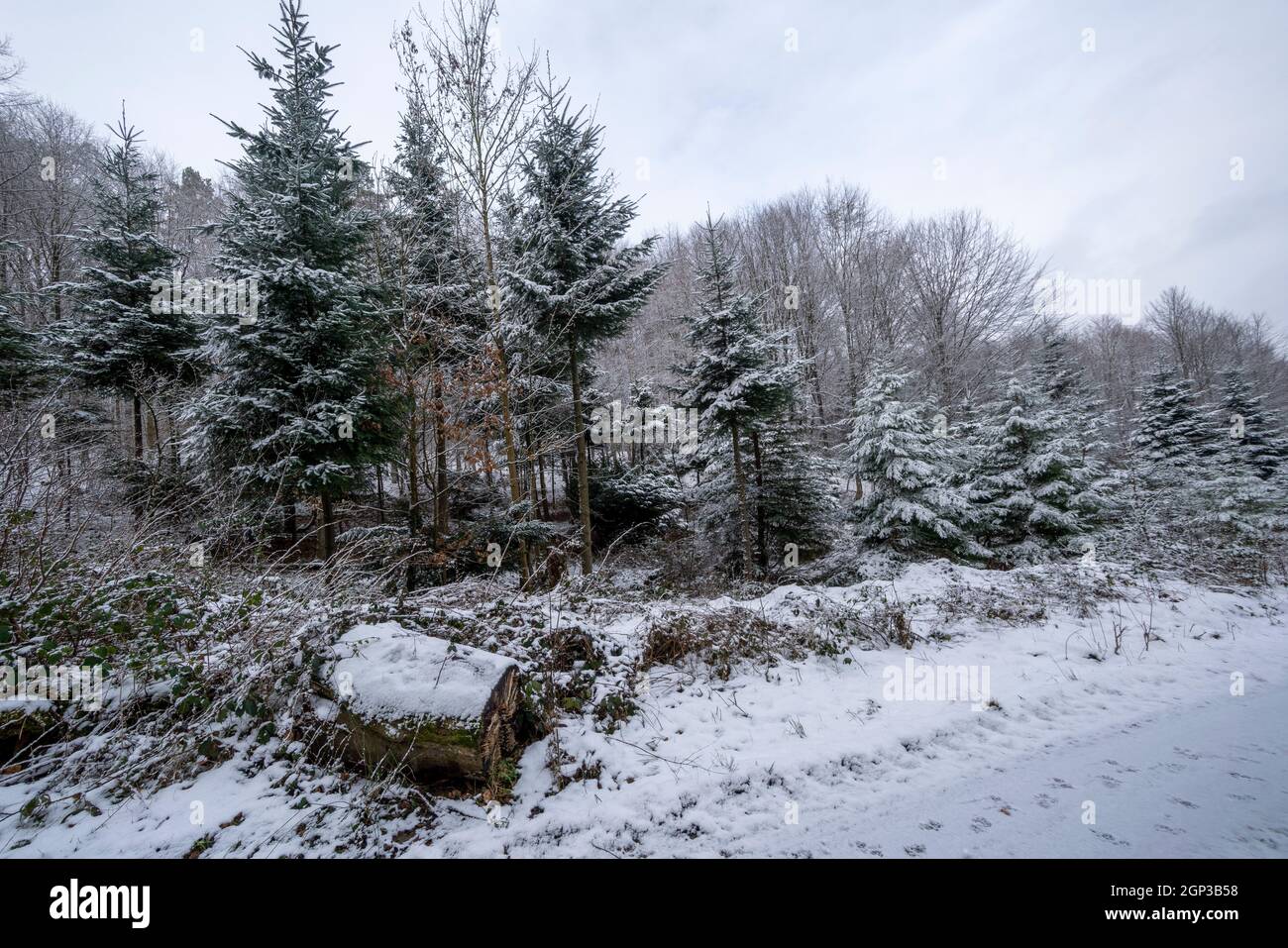 Winter forest with little snow. It light a little snow on the trees ...