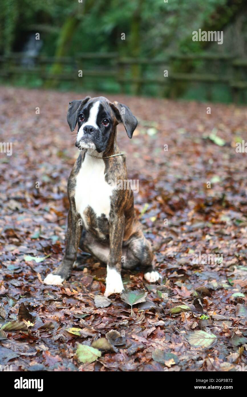 Awesome young boxer on a park in autumn Stock Photo - Alamy