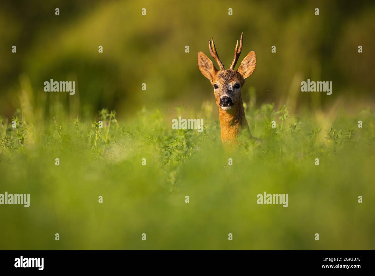 Roe deer peeking out from vegetation hi-res stock photography and ...
