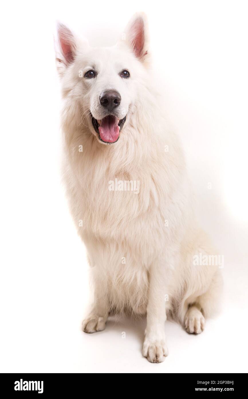 Beautiful White German Shepherd