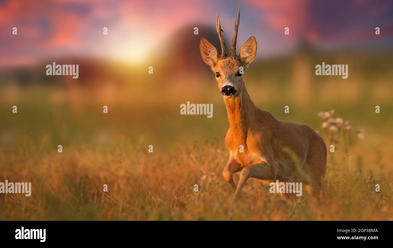 Roe deer, capreolus capreolus, buck running closer on a meadow in ...