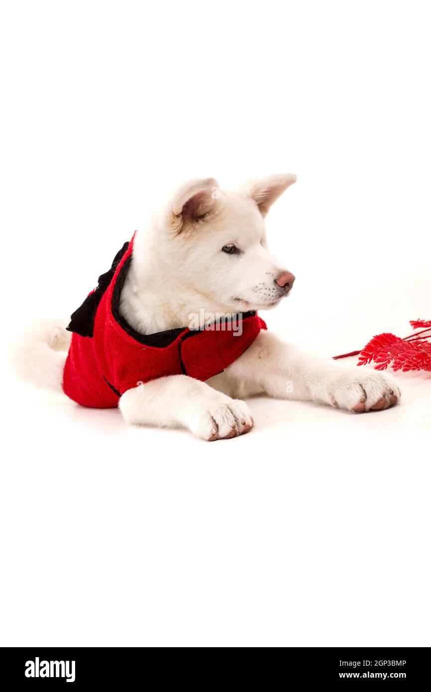 Akita Inu - Valentines Day concept Stock Photo - Alamy