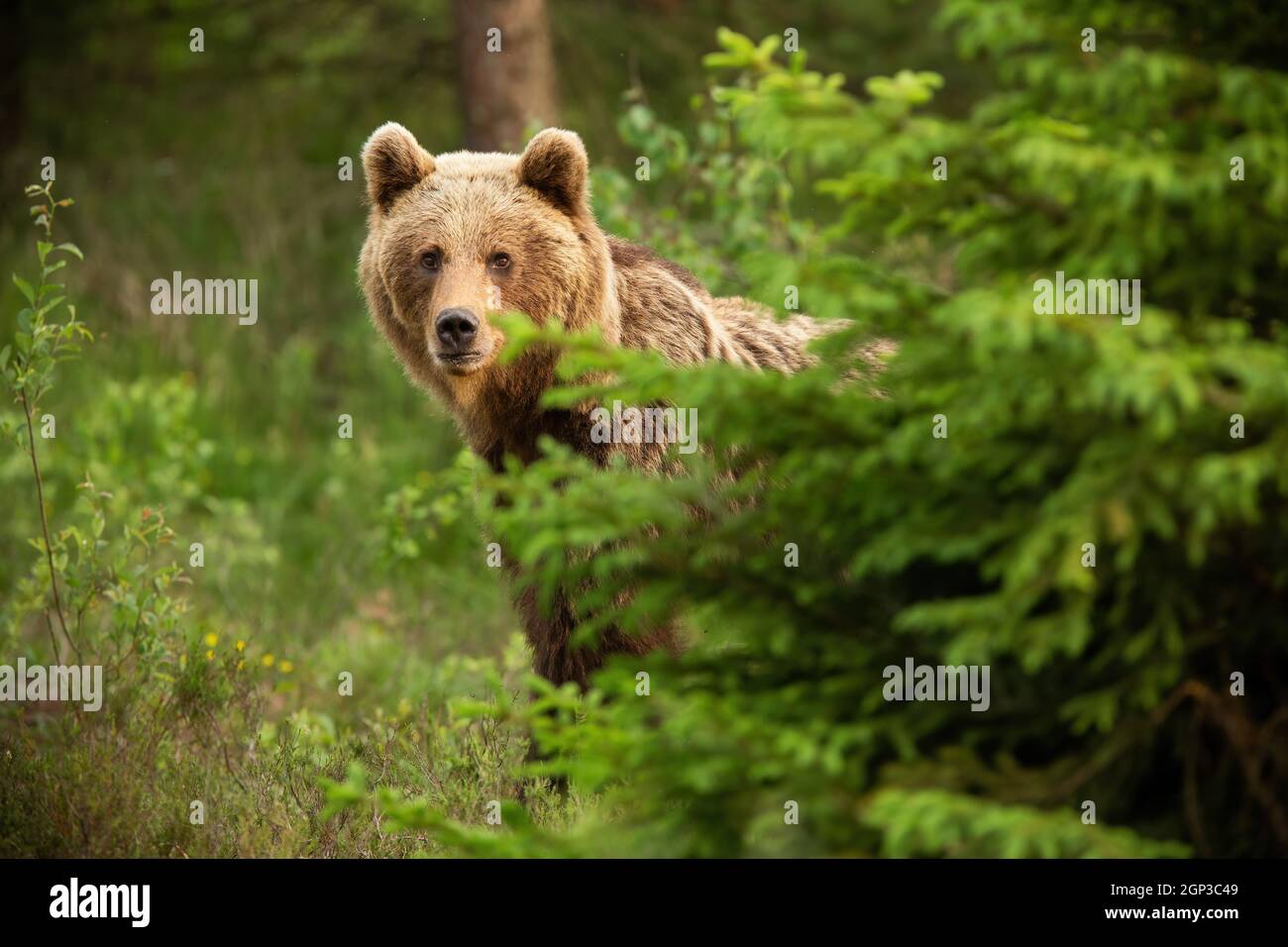 Brown bear, ursus arctos, looking from behind the tree in spring nature ...