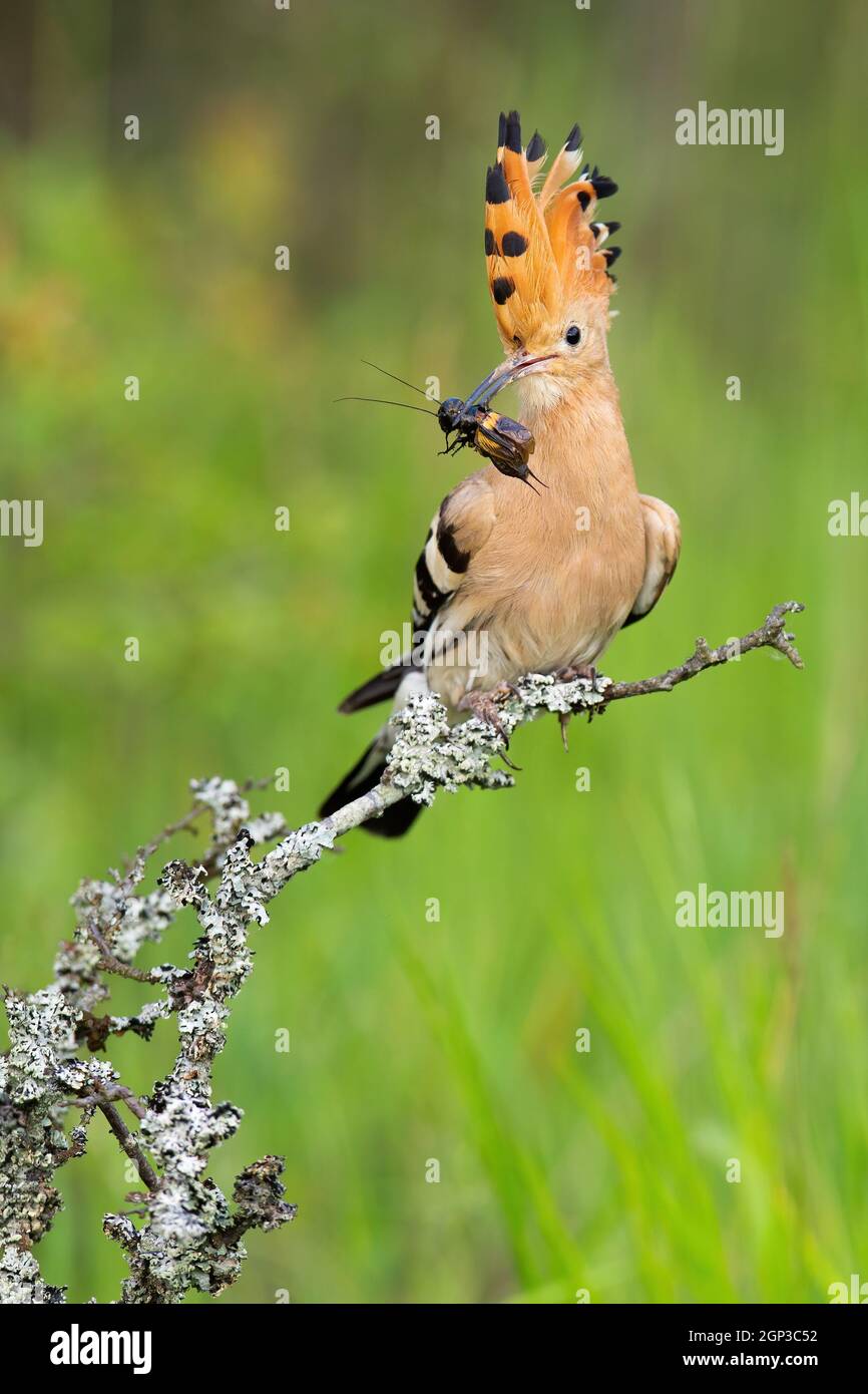 Eurasian hoopoe, upupa epops, with bug in beak on twing in spring ...