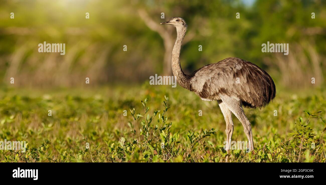 Greater rhea, rhea americana, standing in summer nature illuminated by ...