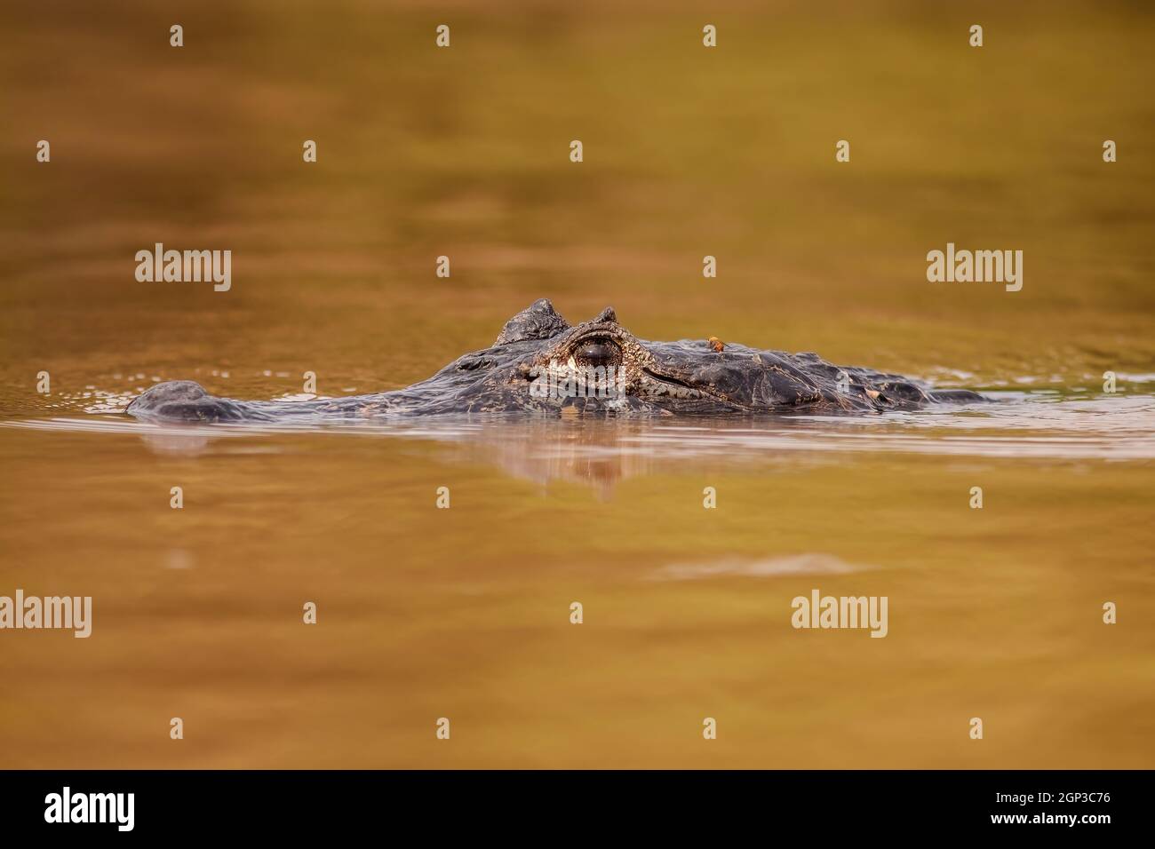 Yacare caiman, caiman yacare, swimming in river and breaching water ...