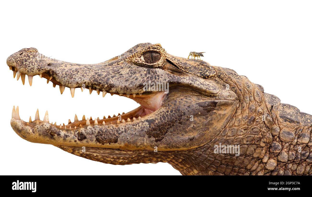 Close-up of yacare caiman, caiman yacare, with open mouth and visible ...