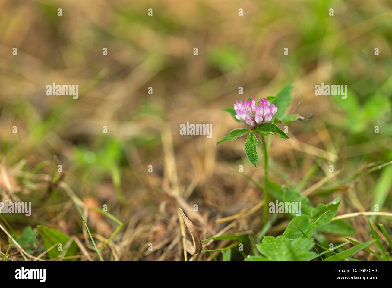 Single red / pink clover flowering in September in grass. England, UK ...