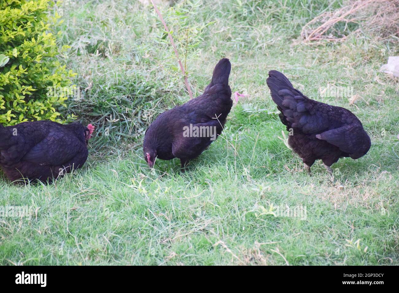 Scenic view of hens eating food on the farm Stock Photo - Alamy