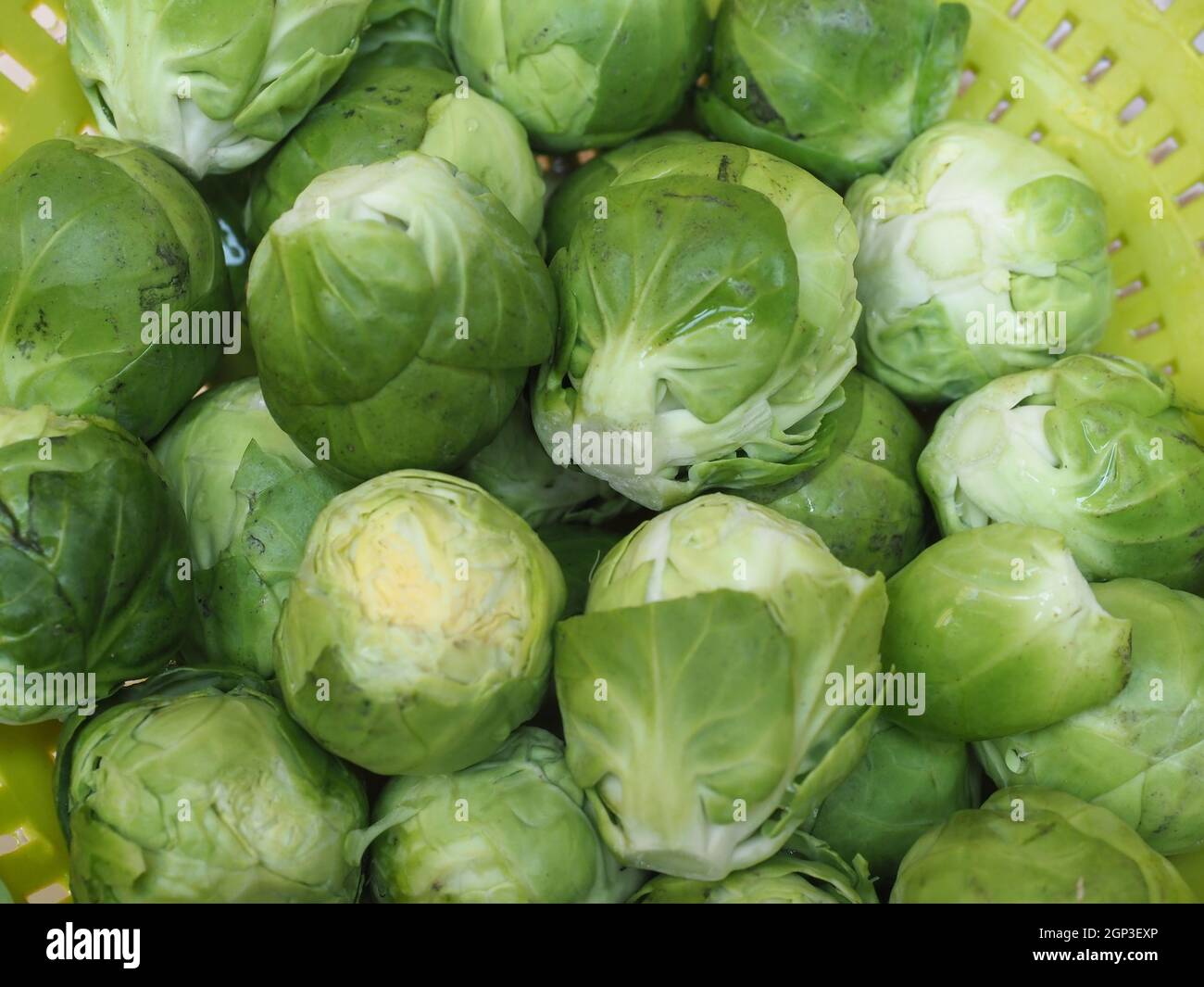 brussels sprouts cabbage vegetables vegetarian food (scientific name ...
