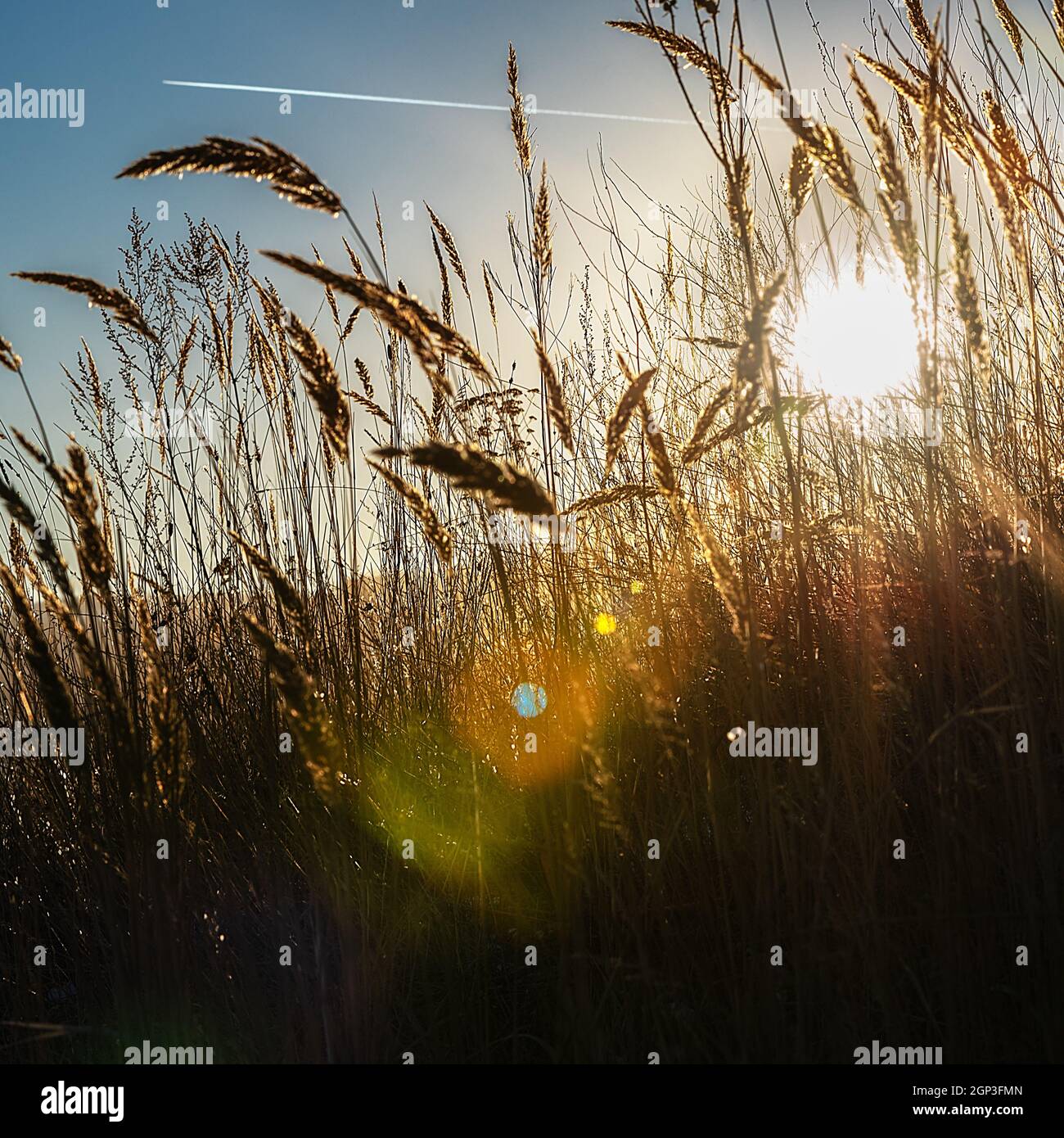 Sun rays with colored highlights through the ears of corn against the ...