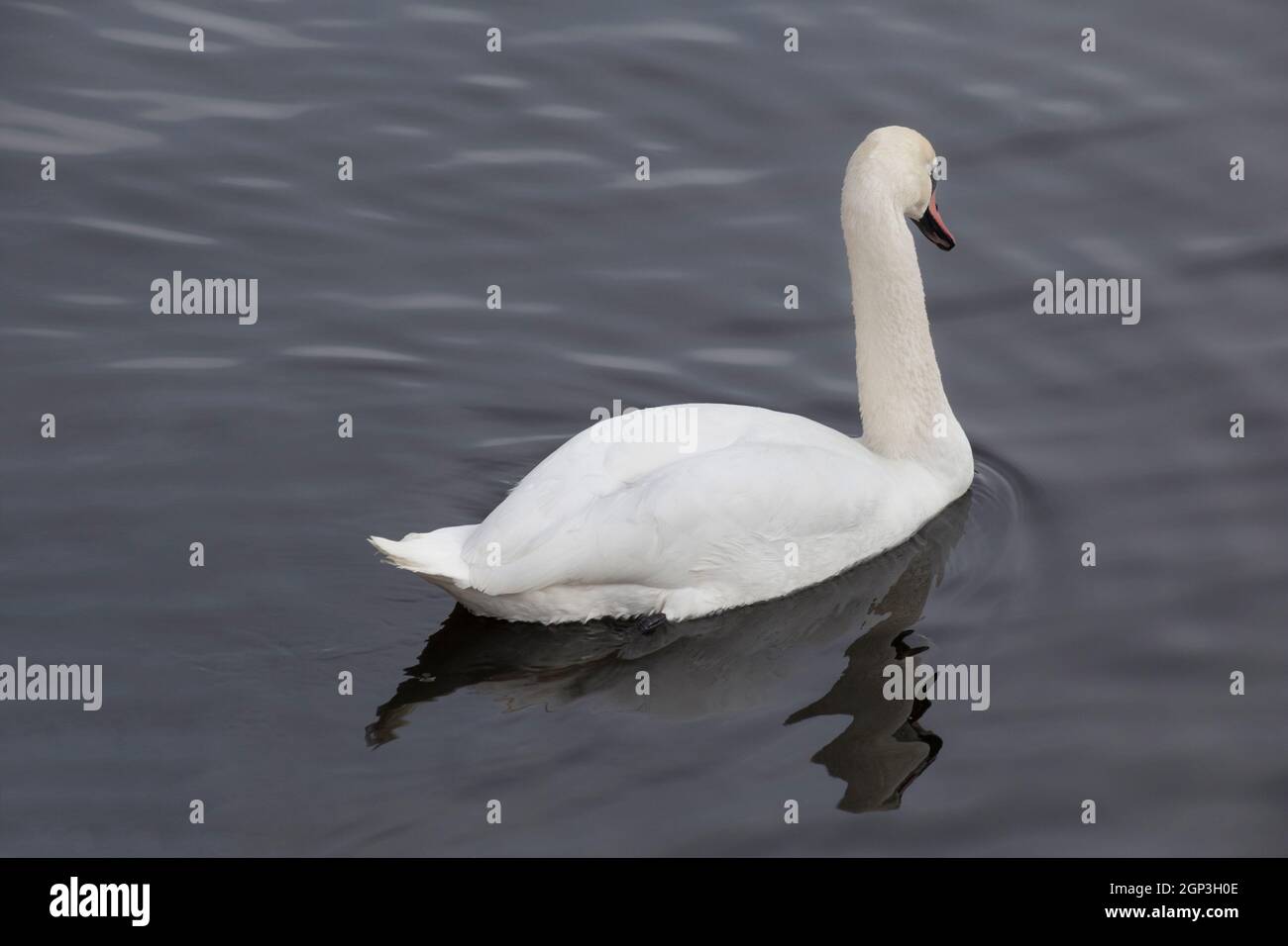 Majestic white swan is swiming on the dark water. White swan with ...