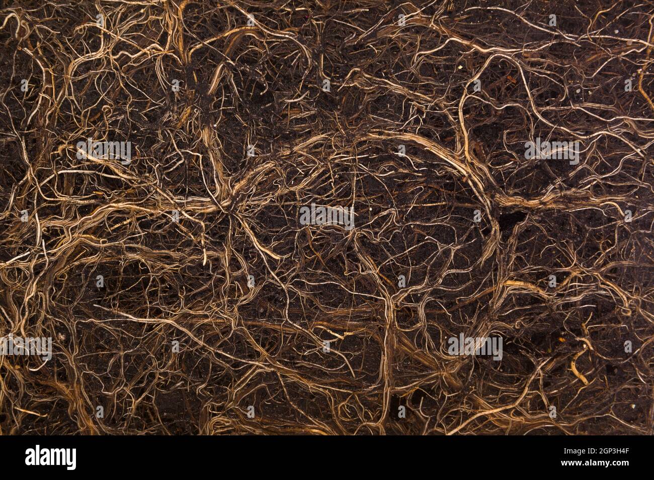 Root systm in soil cross section. Enviromental, gardening background ...
