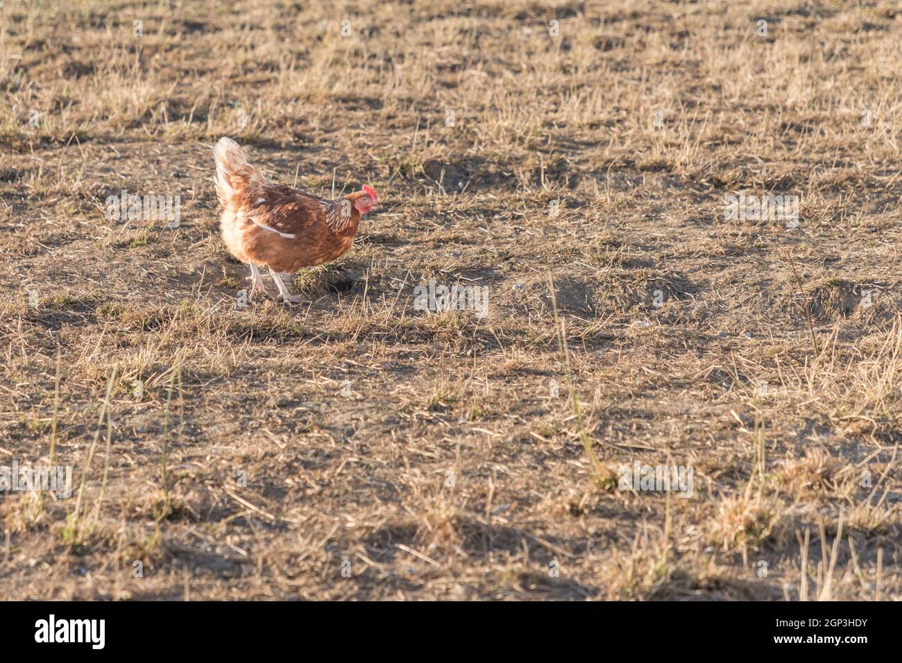 Rural agriculture scene with free happy hen outdoor. Ecological animal ...