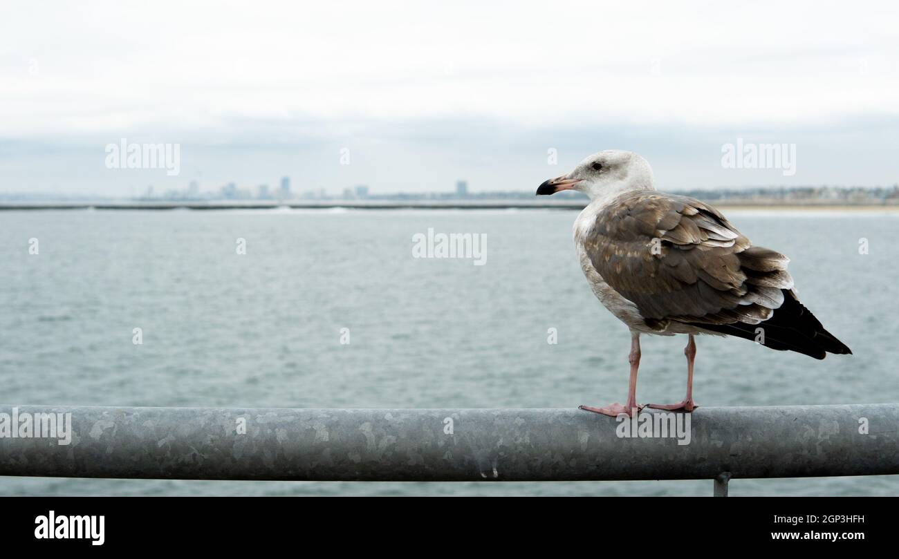 Seagull looks long beach hi-res stock photography and images - Alamy