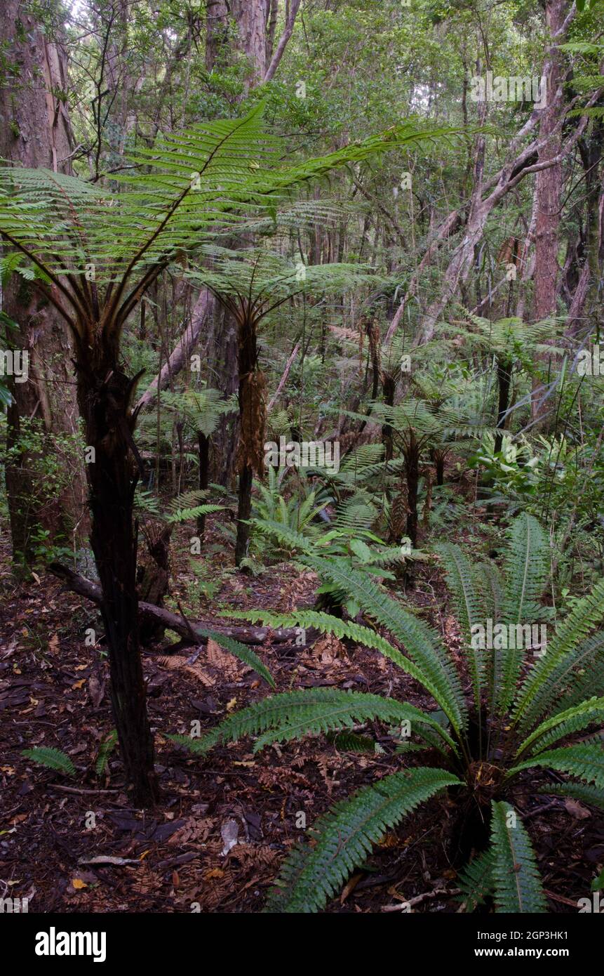 Rainforest with crown fern Lomaria discolor to the bottom right corner ...