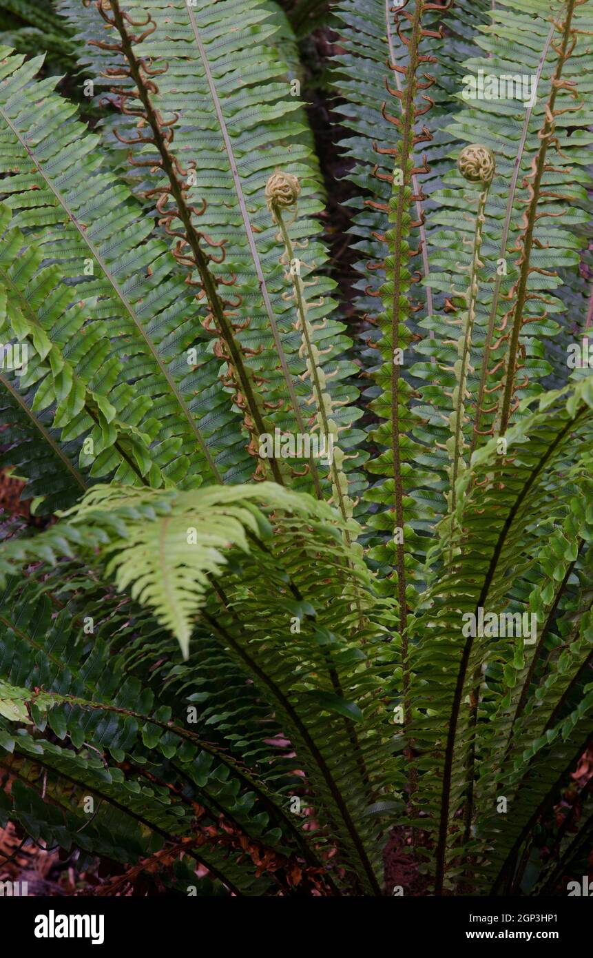 Fronds of crown fern Lomaria discolor. Ulva Island. Rakiura National ...