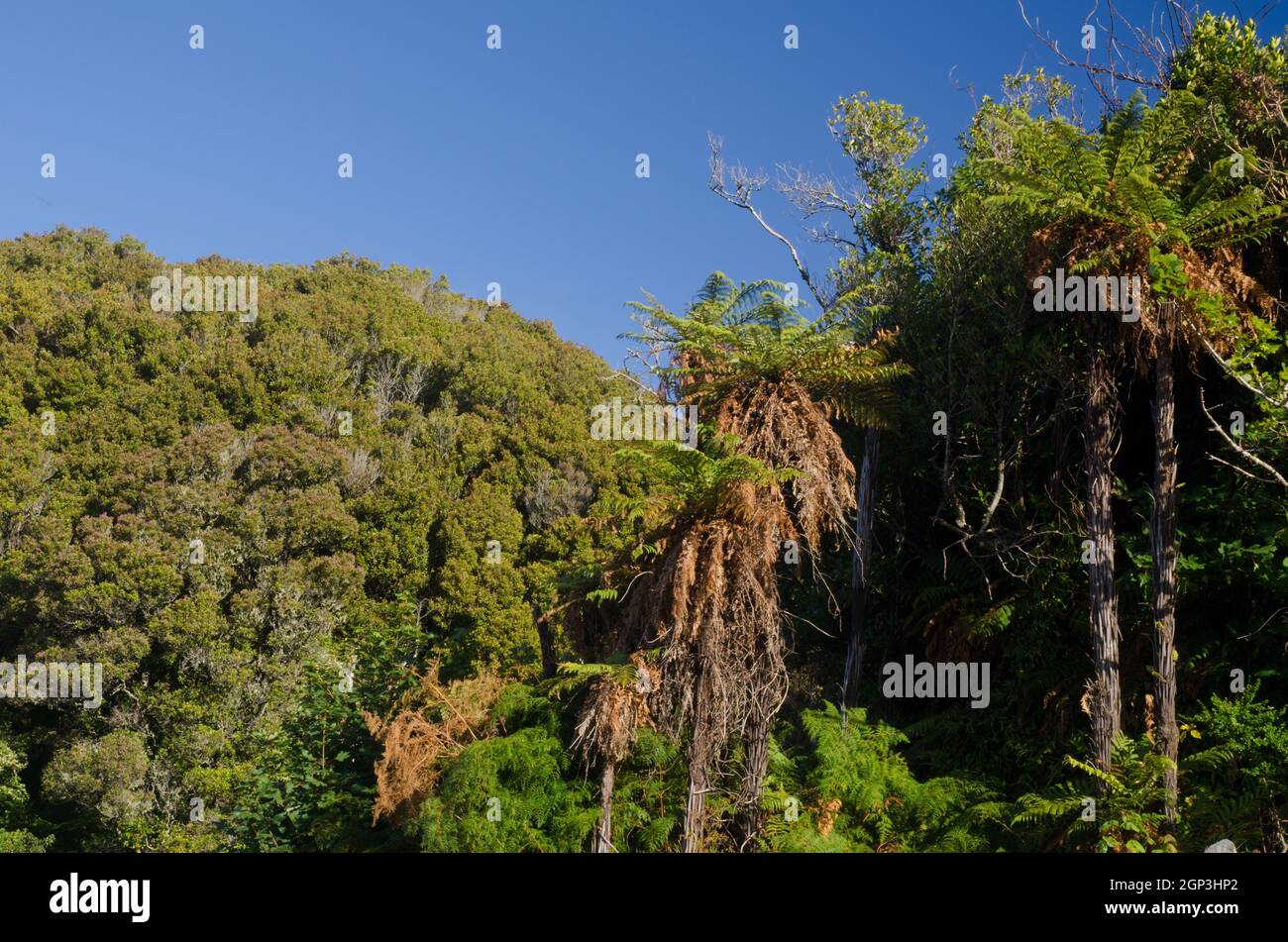 Forest in Oban. Stewart Island. New Zealand Stock Photo - Alamy