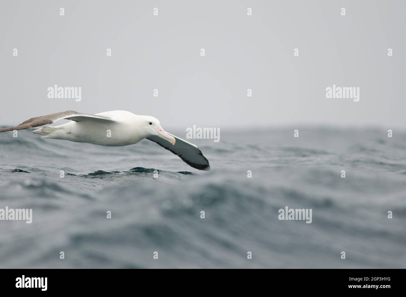 Southern royal albatross Diomedea epomophora. Stewart Island offshore ...