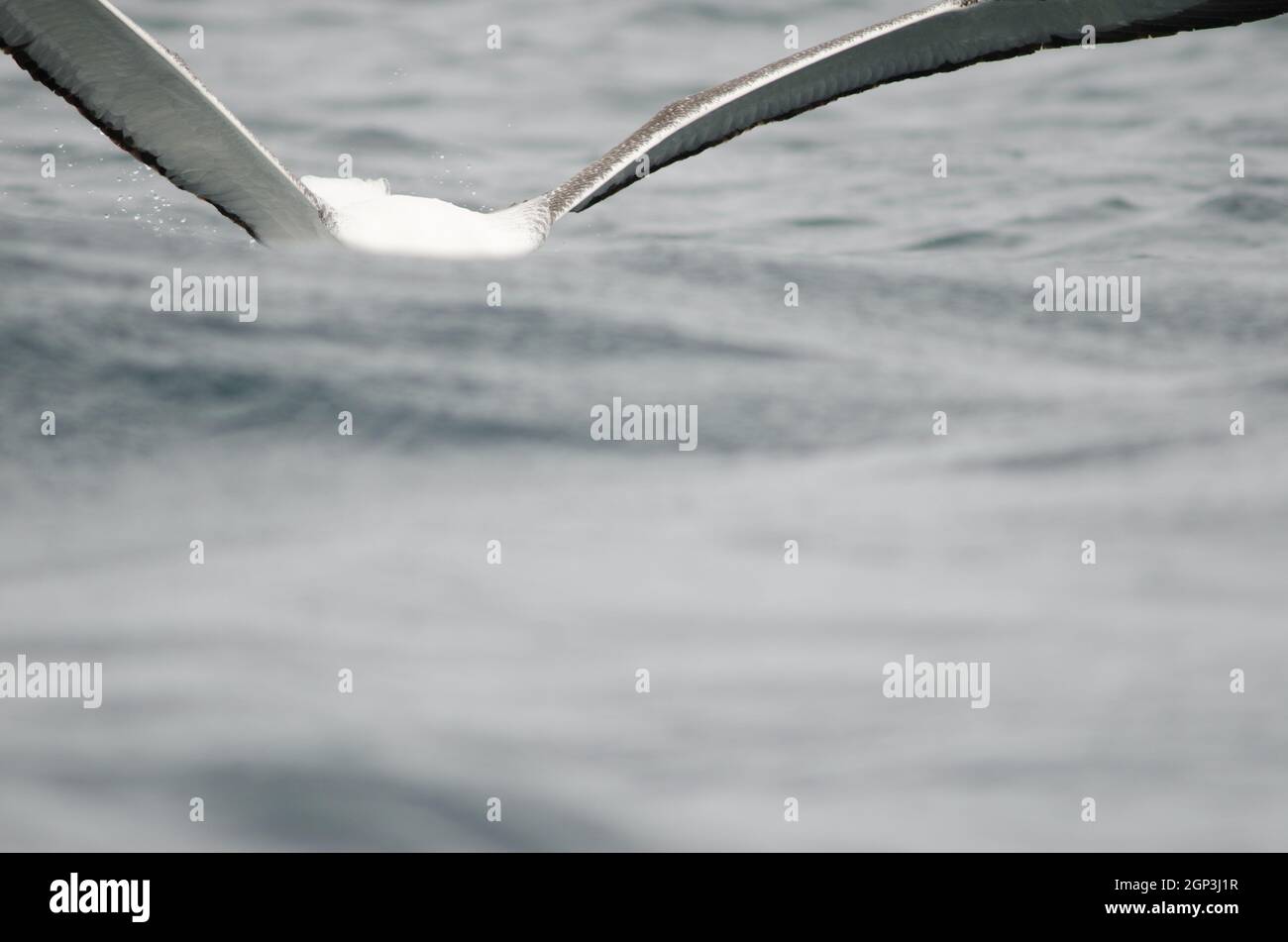 Southern royal albatross Diomedea epomophora hidden by a wave. Stewart ...