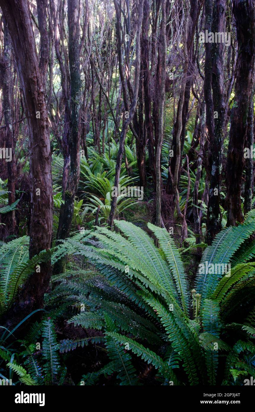 Rainforest with crown ferns Lomaria discolor. Mason Bay. Stewart Island ...