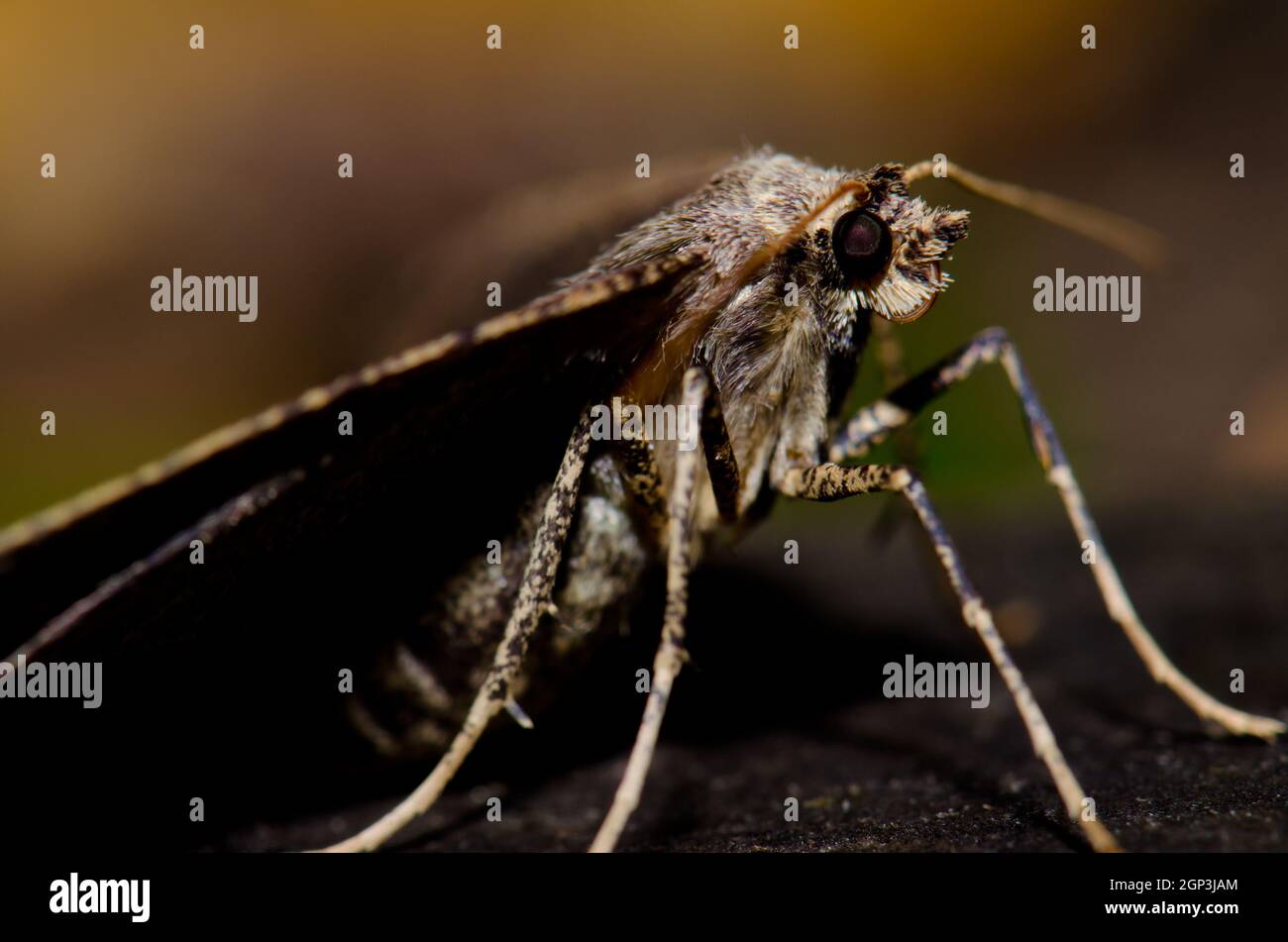New zealand moths hi-res stock photography and images - Alamy