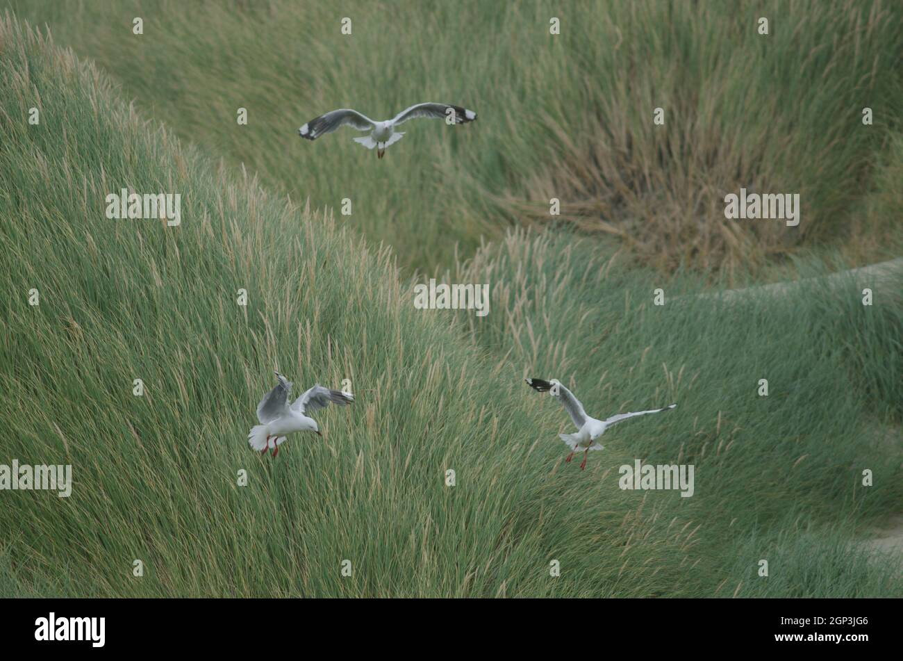 Flock red billed gulls hi-res stock photography and images - Alamy