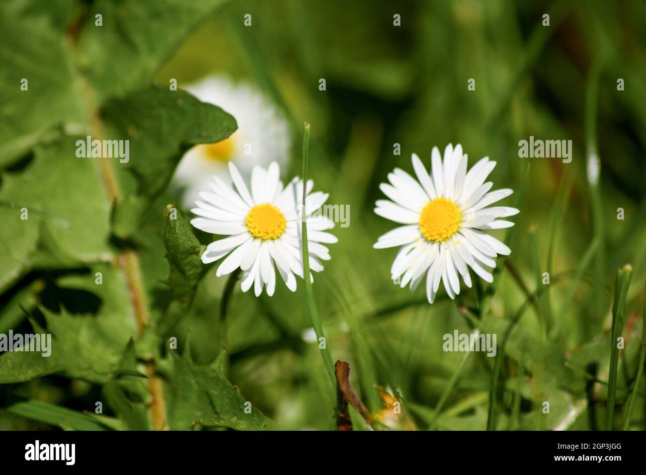 The daisy is a species of the daisy family Stock Photo - Alamy