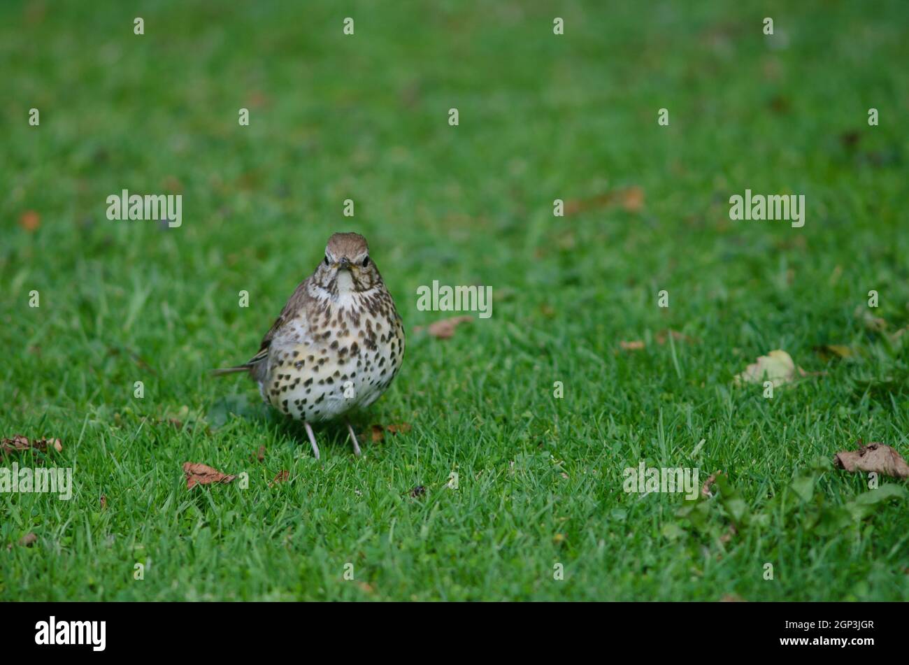 Song thrush Turdus philomelos clarkei. Queens park. Invercagill. South ...
