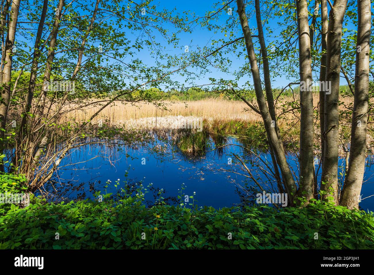 Landscape with pond and trees near Kuchelmiß, Germany Stock Photo - Alamy