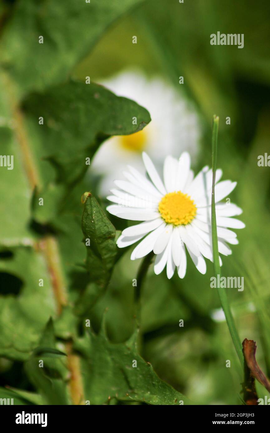 The daisy is a species of the daisy family Stock Photo - Alamy