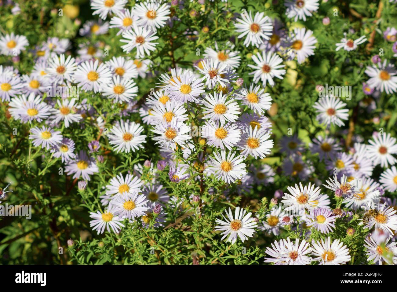 The daisy is a species of the daisy family Stock Photo - Alamy