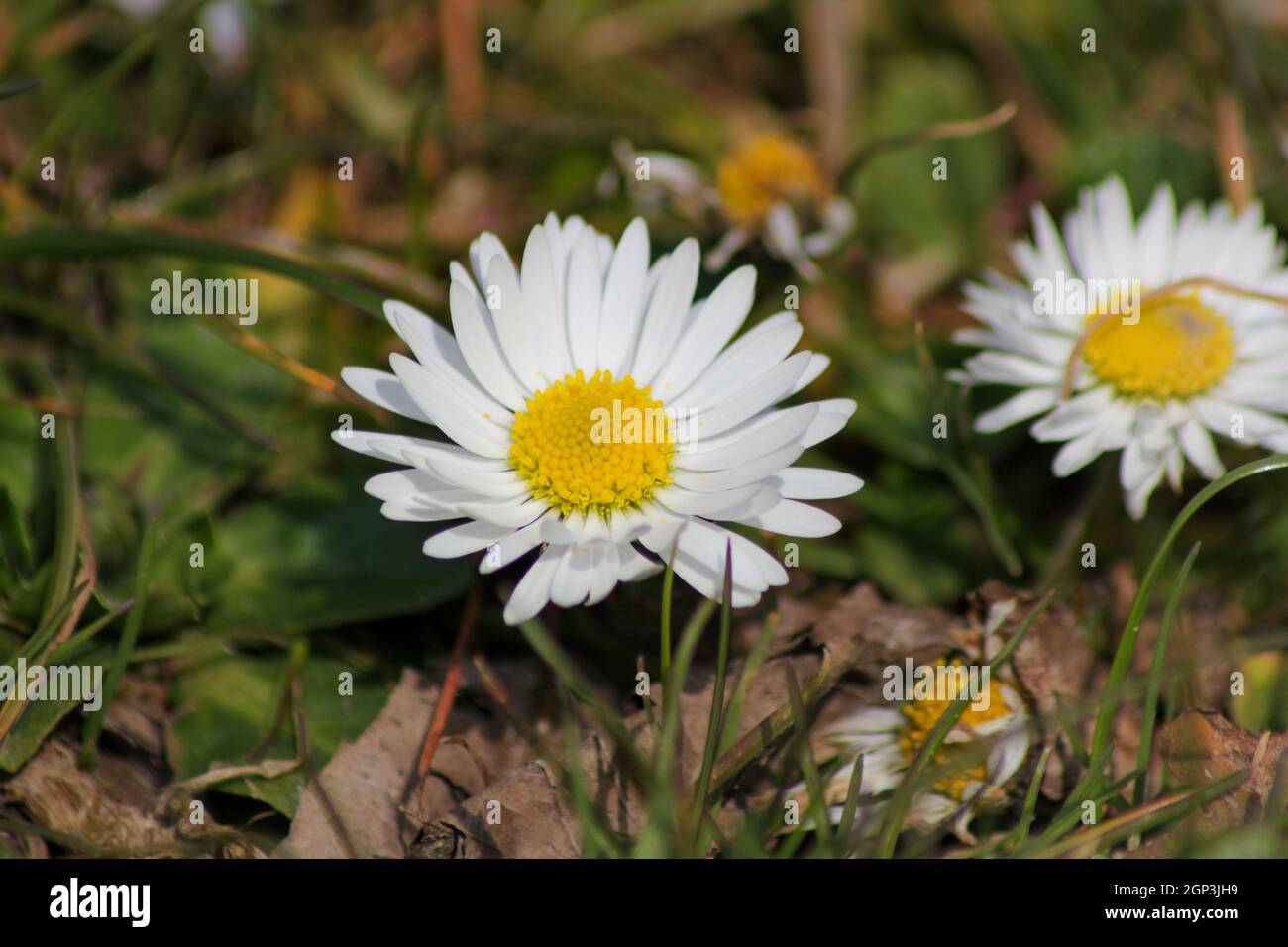 The daisy is a species of the daisy family Stock Photo - Alamy