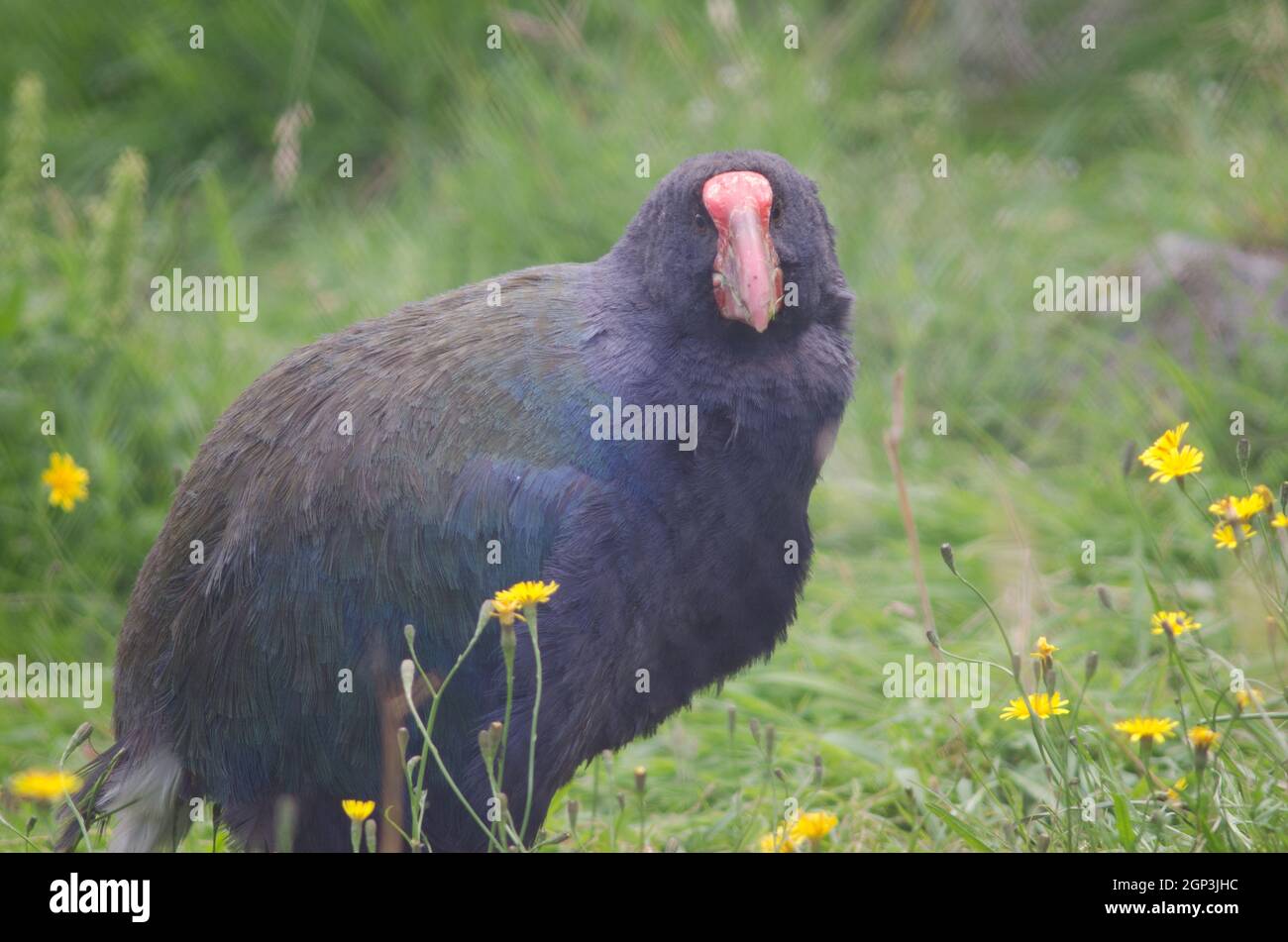 Takahe Porphyrio hochstetteri. Controlled conditions. Te Anau Bird ...
